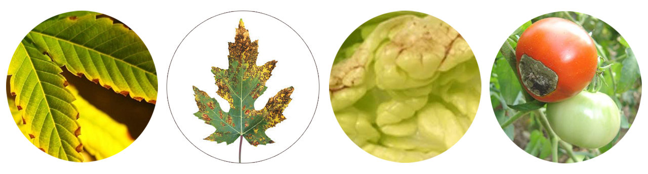 Calcium Deficiency – New Agropower